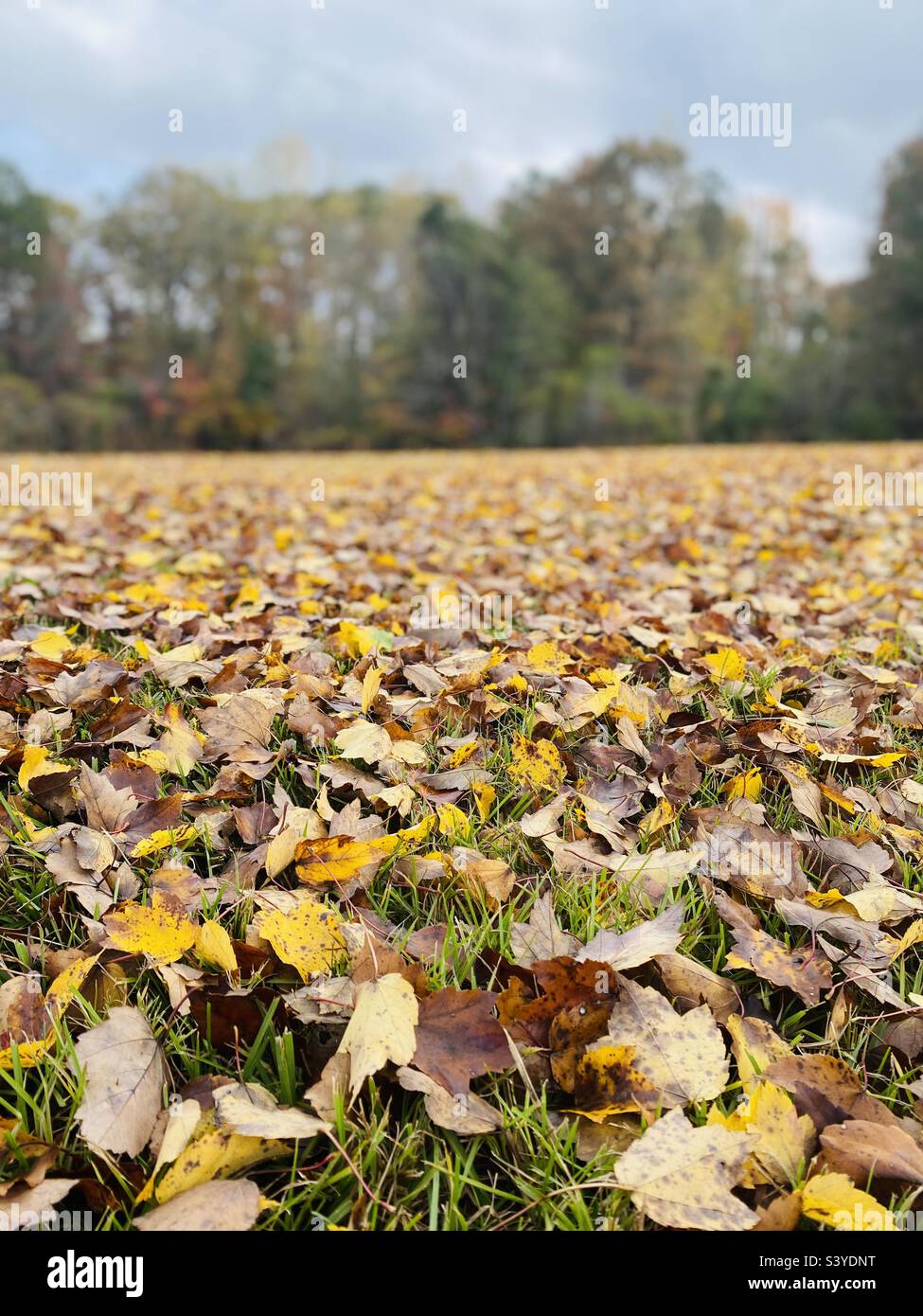 Beautiful Fall Leaves Stock Photo - Alamy