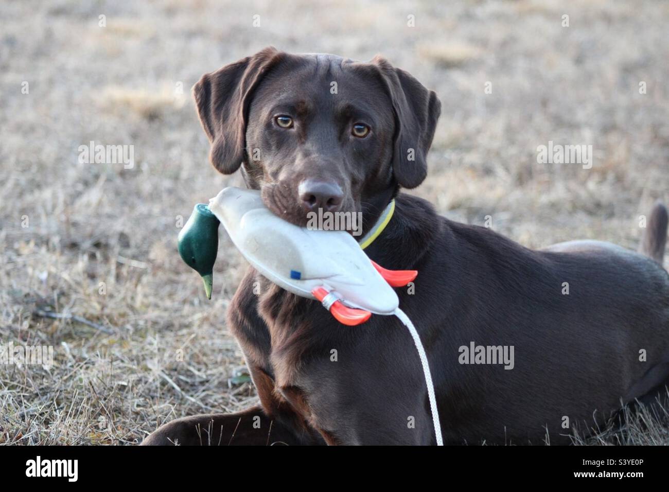 Duck hunt dog hi-res stock photography and images - Alamy