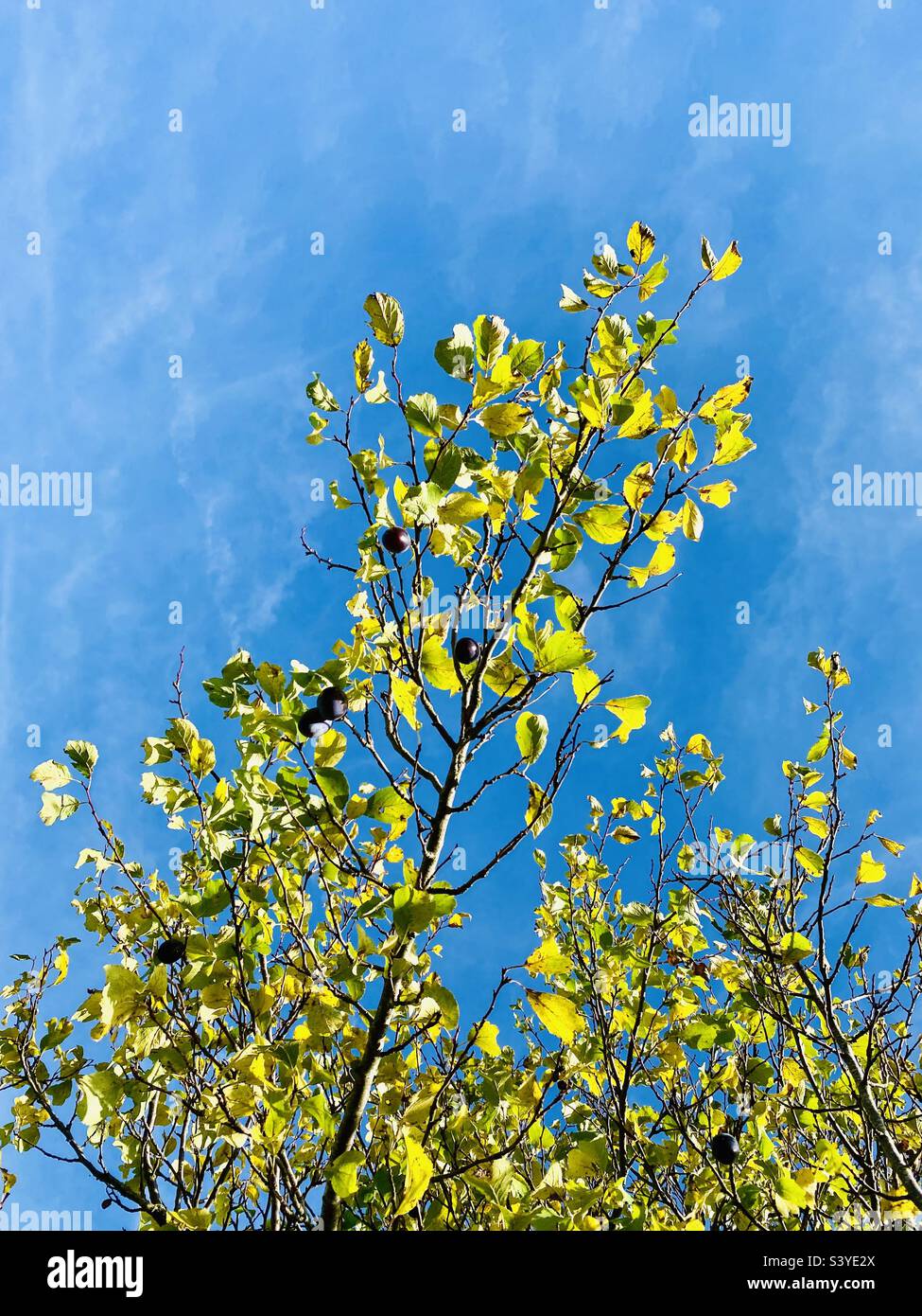 Jam fruit tree hi-res stock photography and images - Alamy