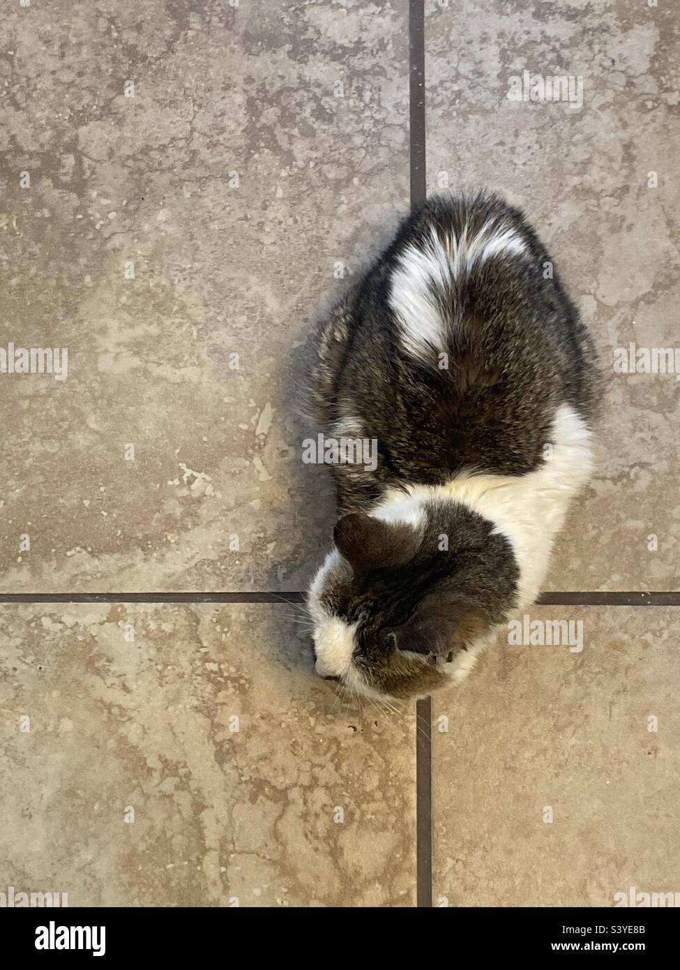Kitty loaf hi-res stock photography and images - Alamy