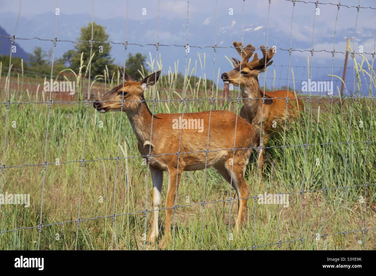 Sitka black tailed deer hi-res stock photography and images - Alamy
