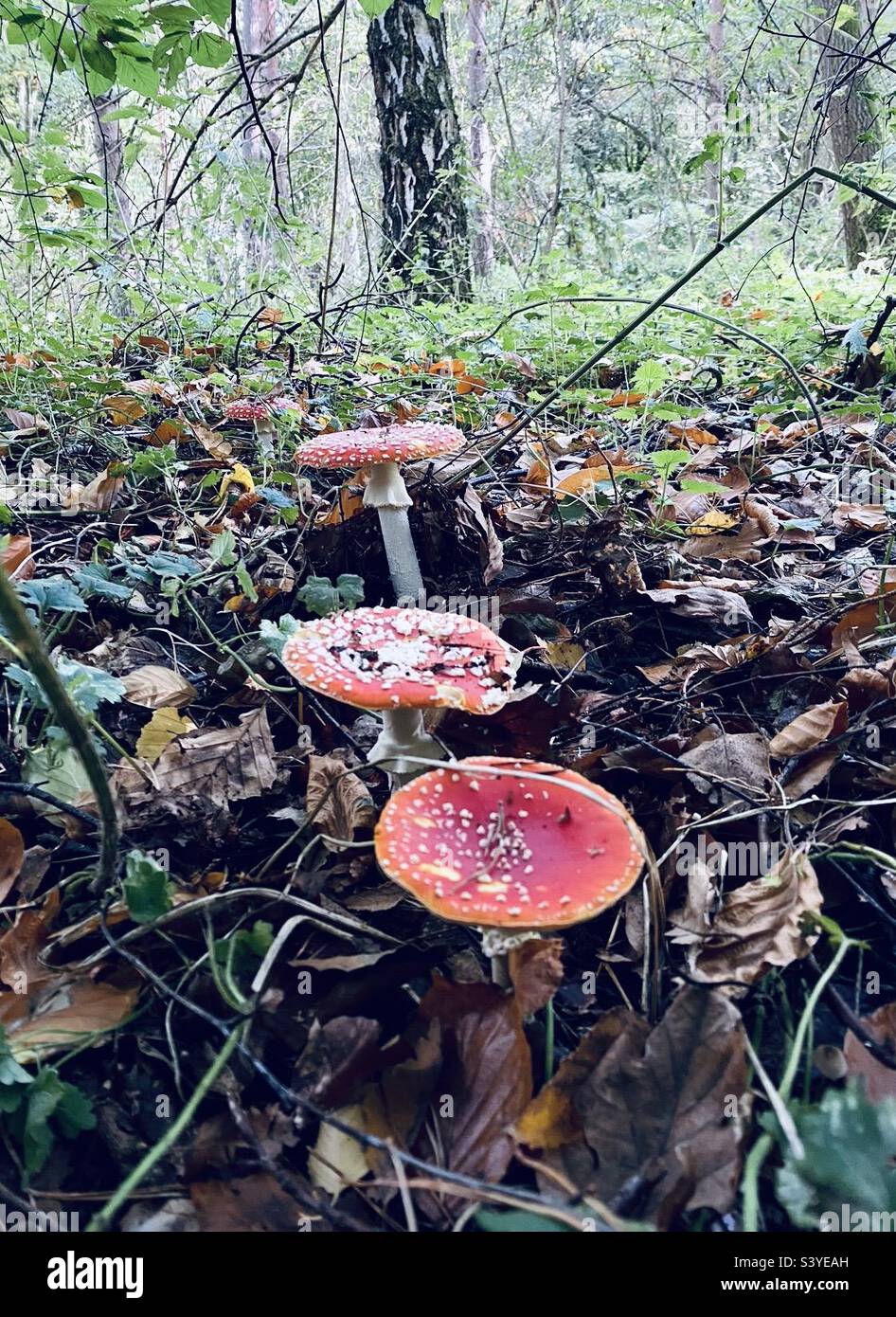 Stone toadstools hi-res stock photography and images - Alamy