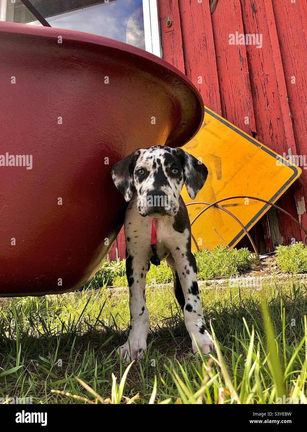 Puppy photo op hi-res stock photography and images - Alamy