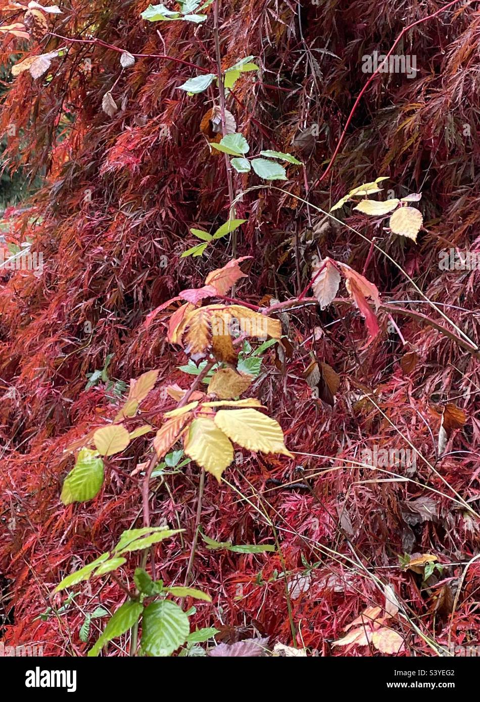 Plethora of colors hi-res stock photography and images - Alamy