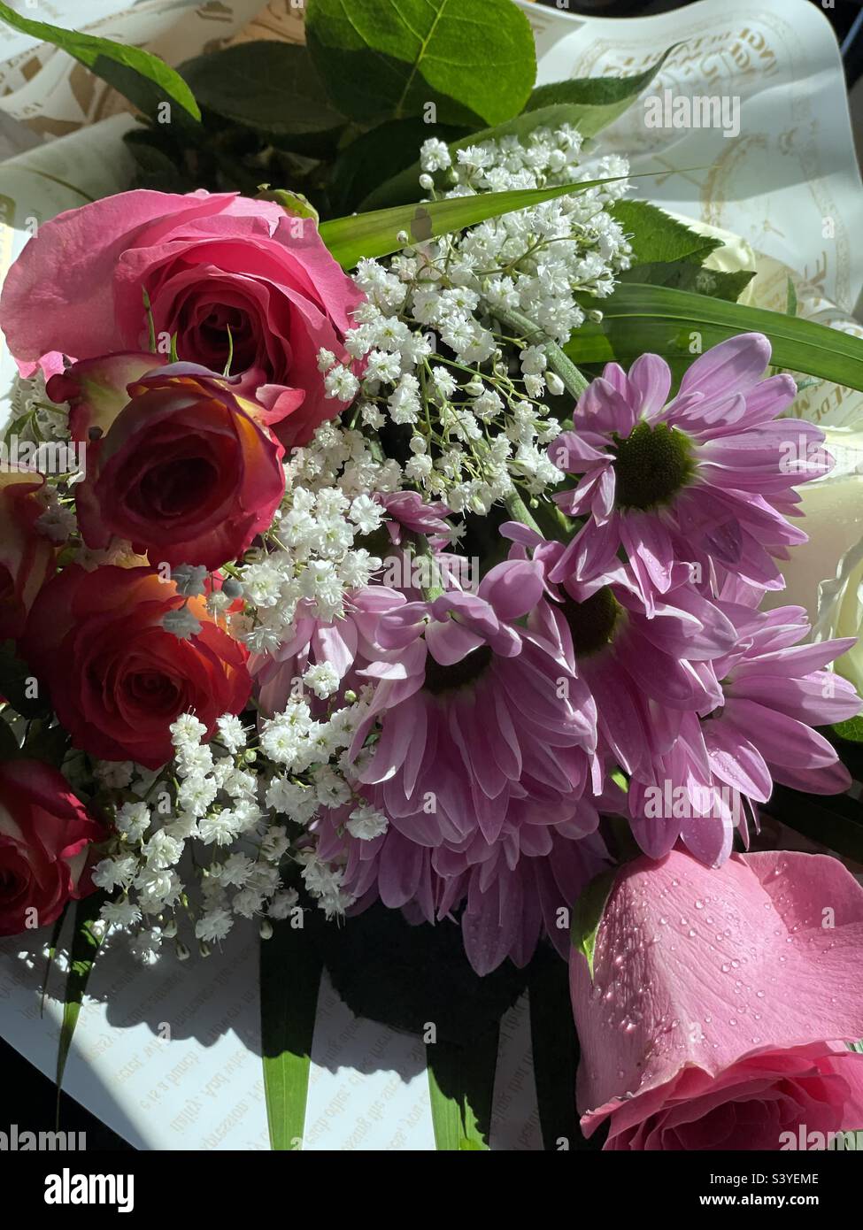 Baby rose flowers hi-res stock photography and images - Alamy