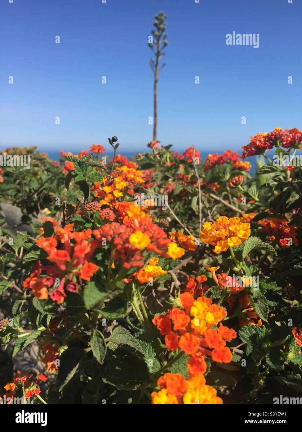 Montecito california hi-res stock photography and images - Alamy