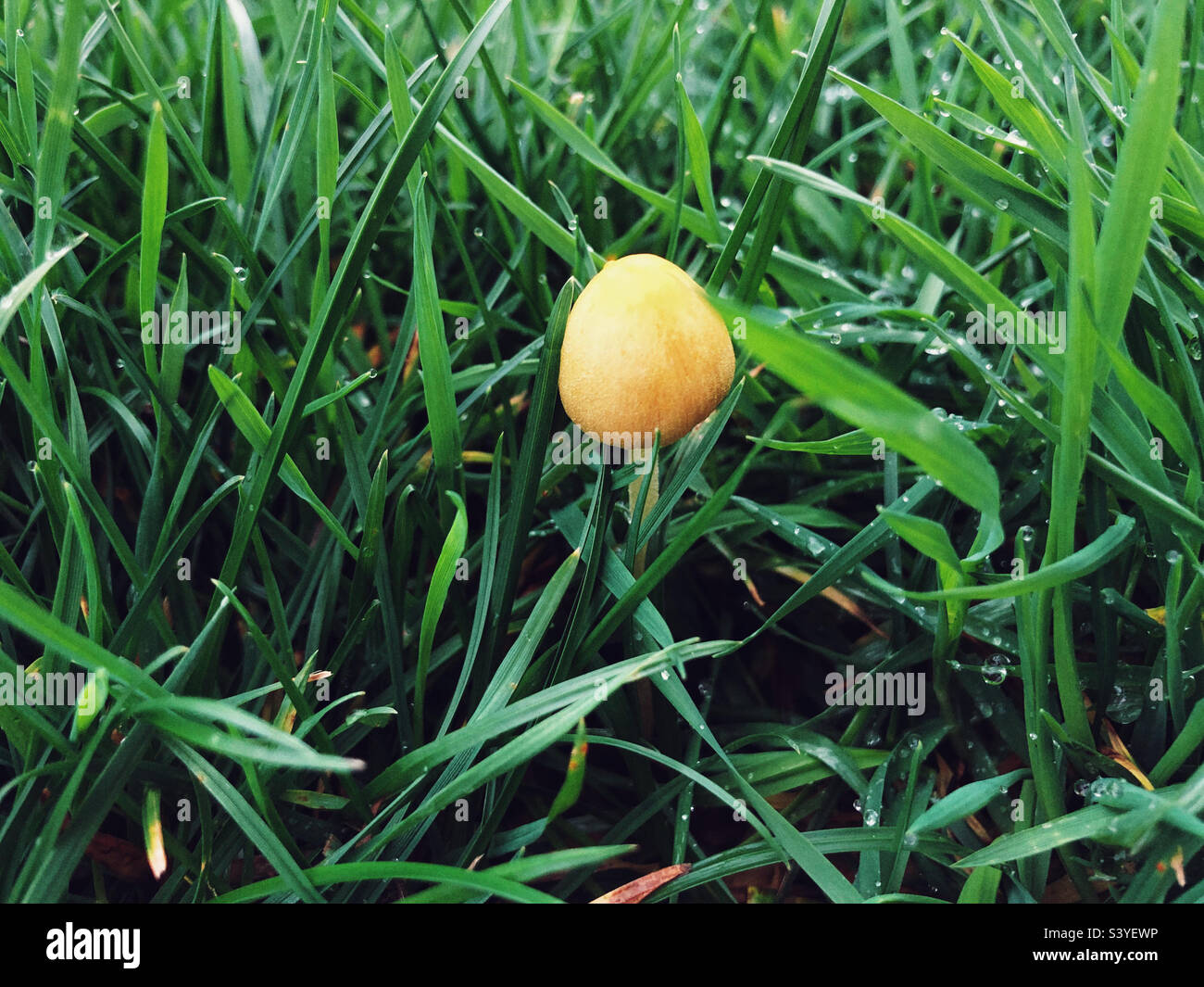 Small grass yellow smartphone stock photos and images - Alamy