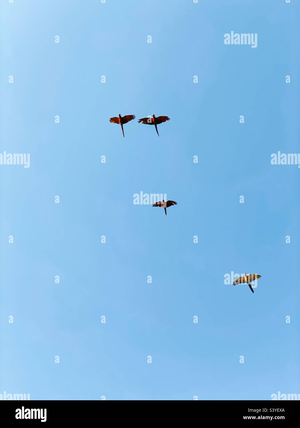 Flying parrots hi-res stock photography and images - Alamy