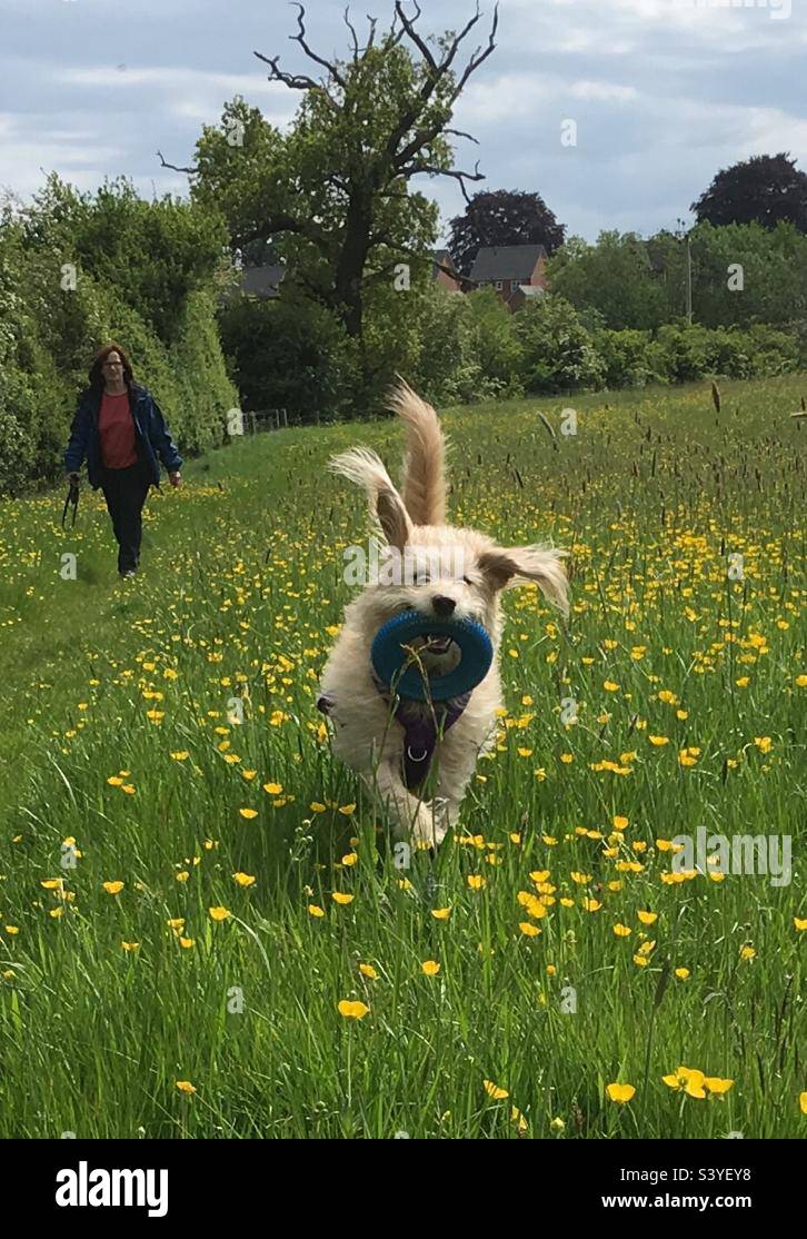 Spring dog walk across buttercup fields with blonde golden doodle ...