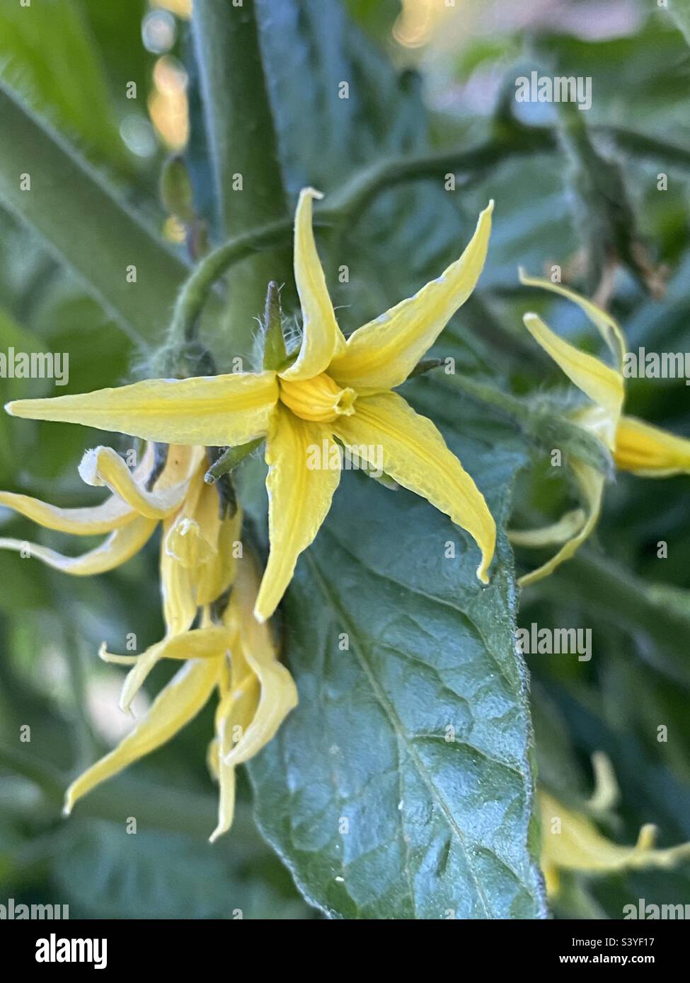 Tomato flower hi-res stock photography and images - Alamy