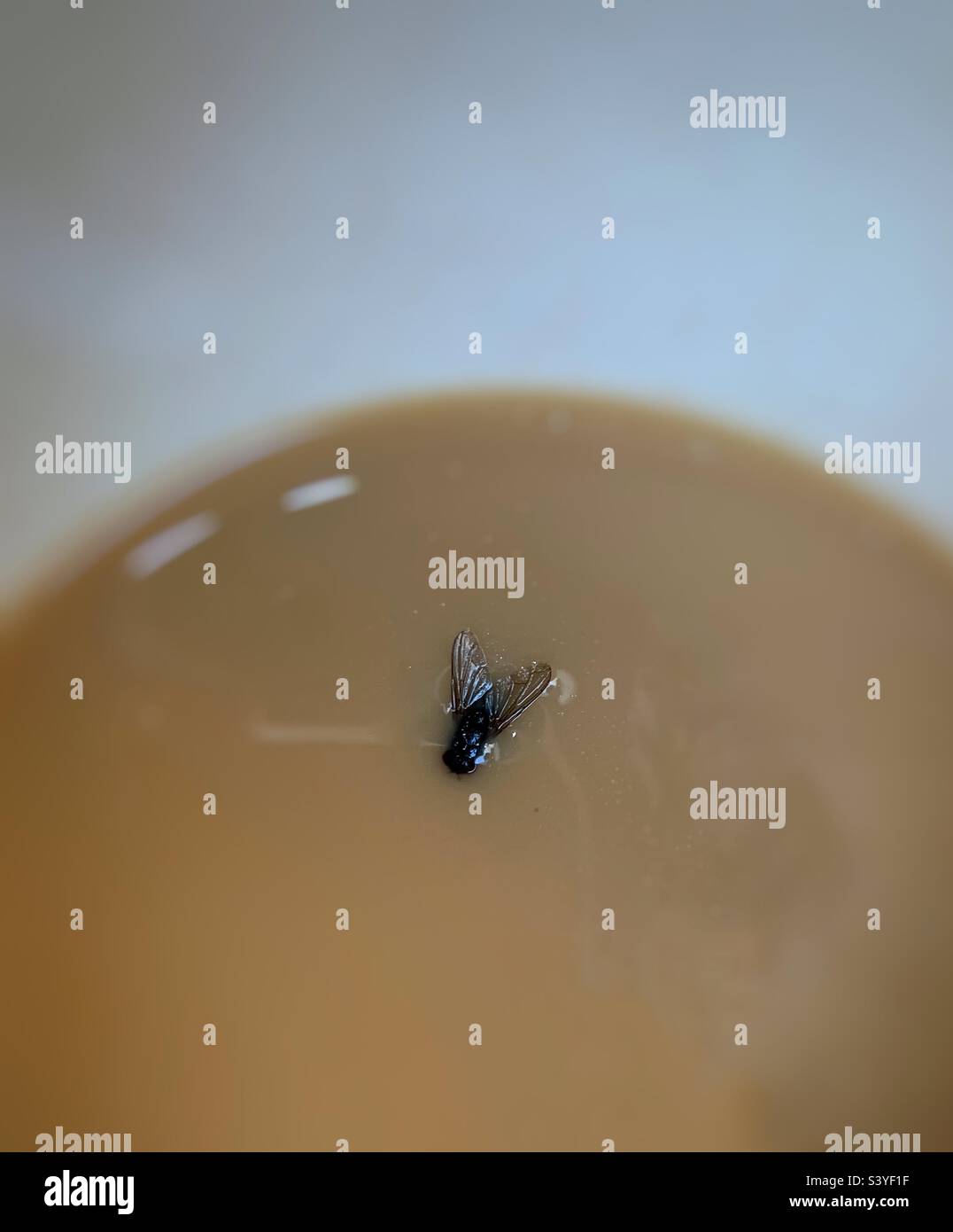 There’s a fly in my coffee Stock Photo - Alamy