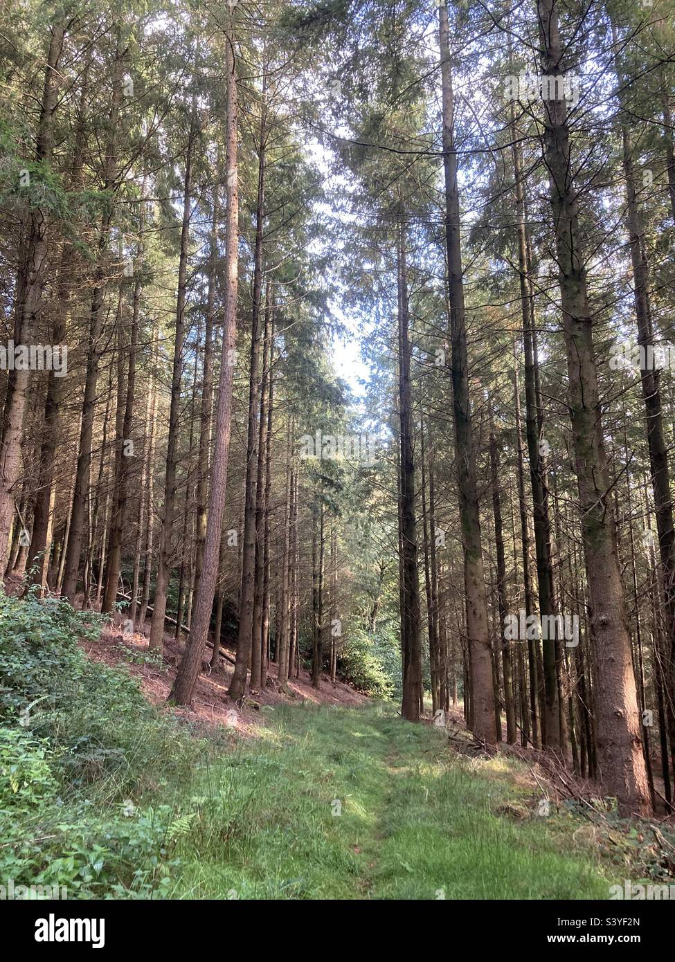 Tress path hi-res stock photography and images - Alamy