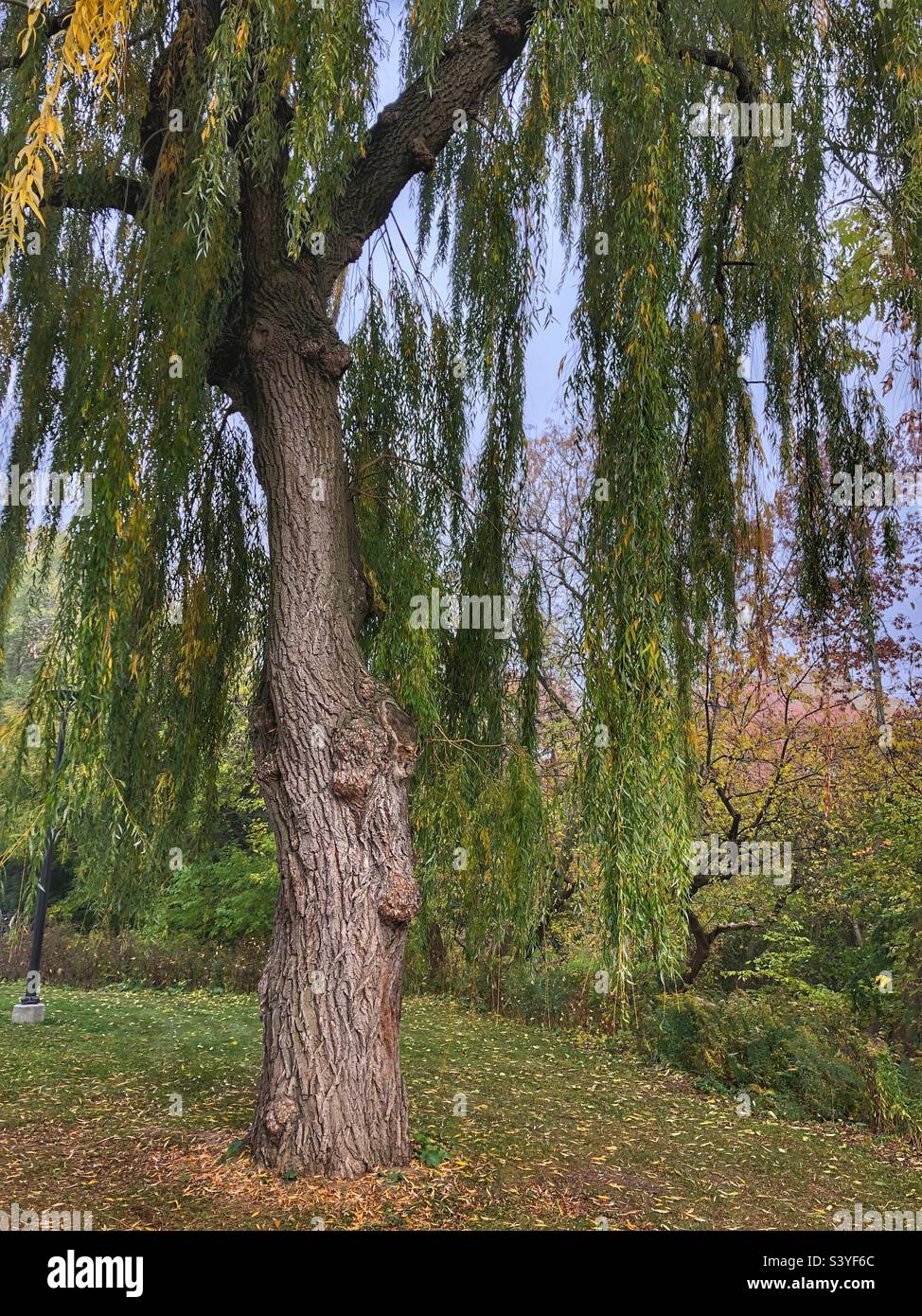 Solitude willow tree hi-res stock photography and images - Alamy
