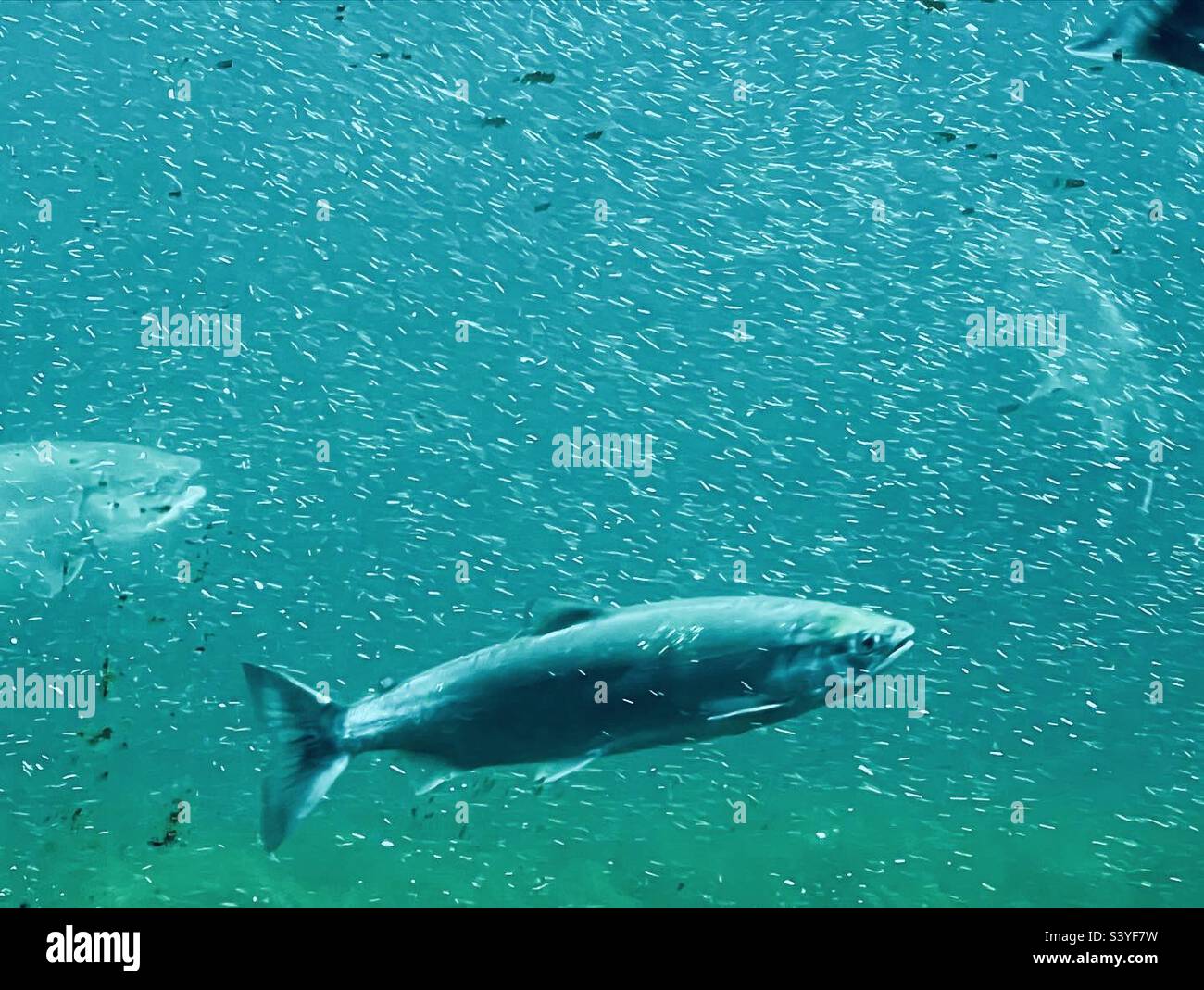 Fish swimming against current hi-res stock photography and images - Alamy