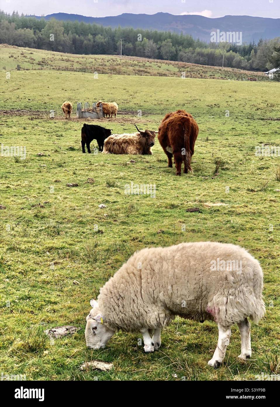 Sheep sheep cow cows hi-res stock photography and images - Alamy