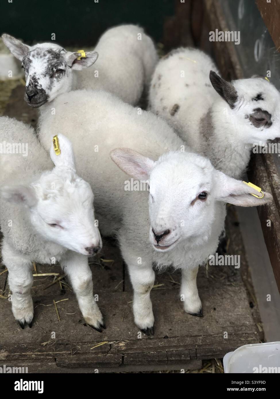 Sheep lamb farm hi-res stock photography and images - Alamy