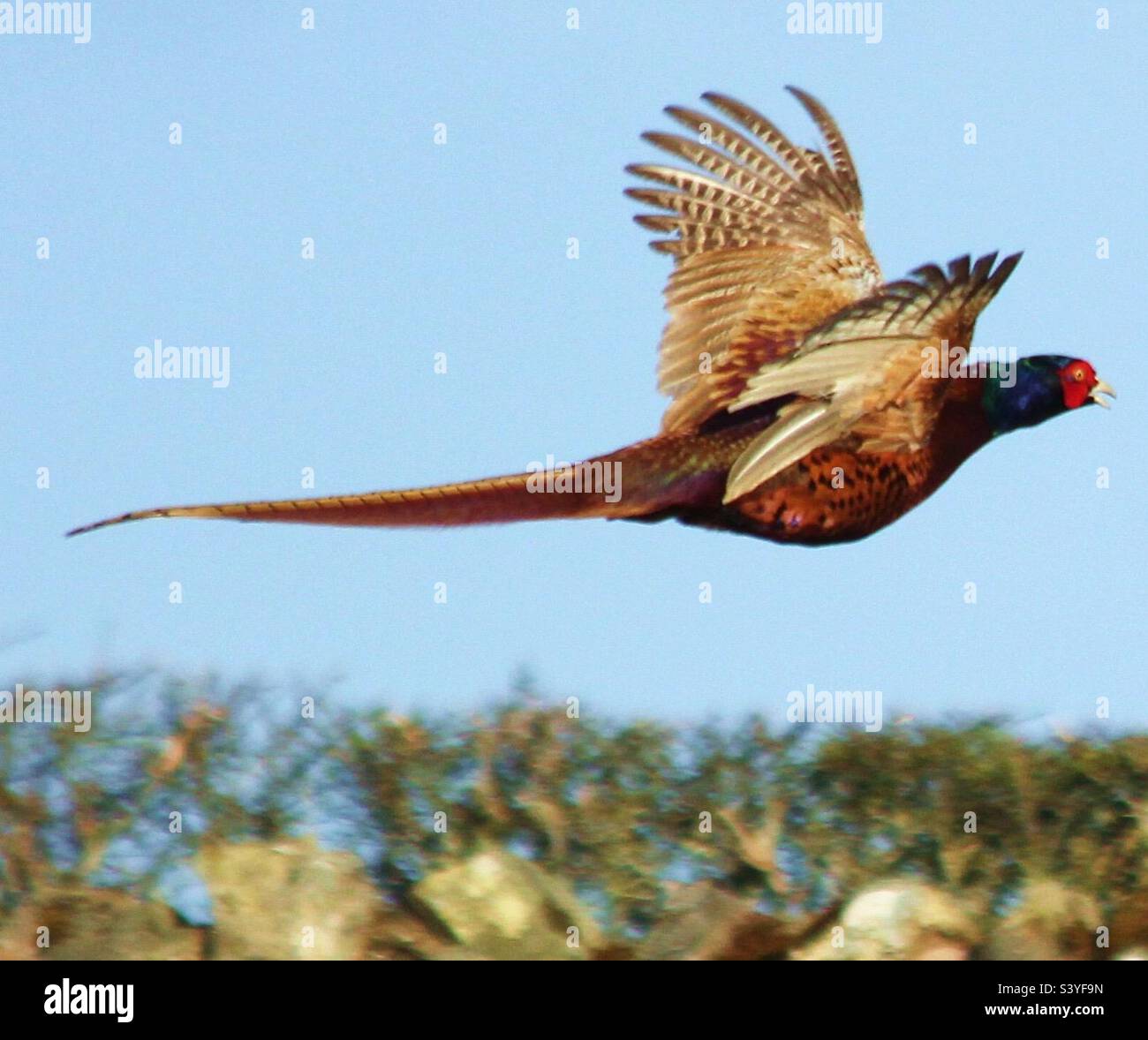 Pheasant scotland hi-res stock photography and images - Alamy