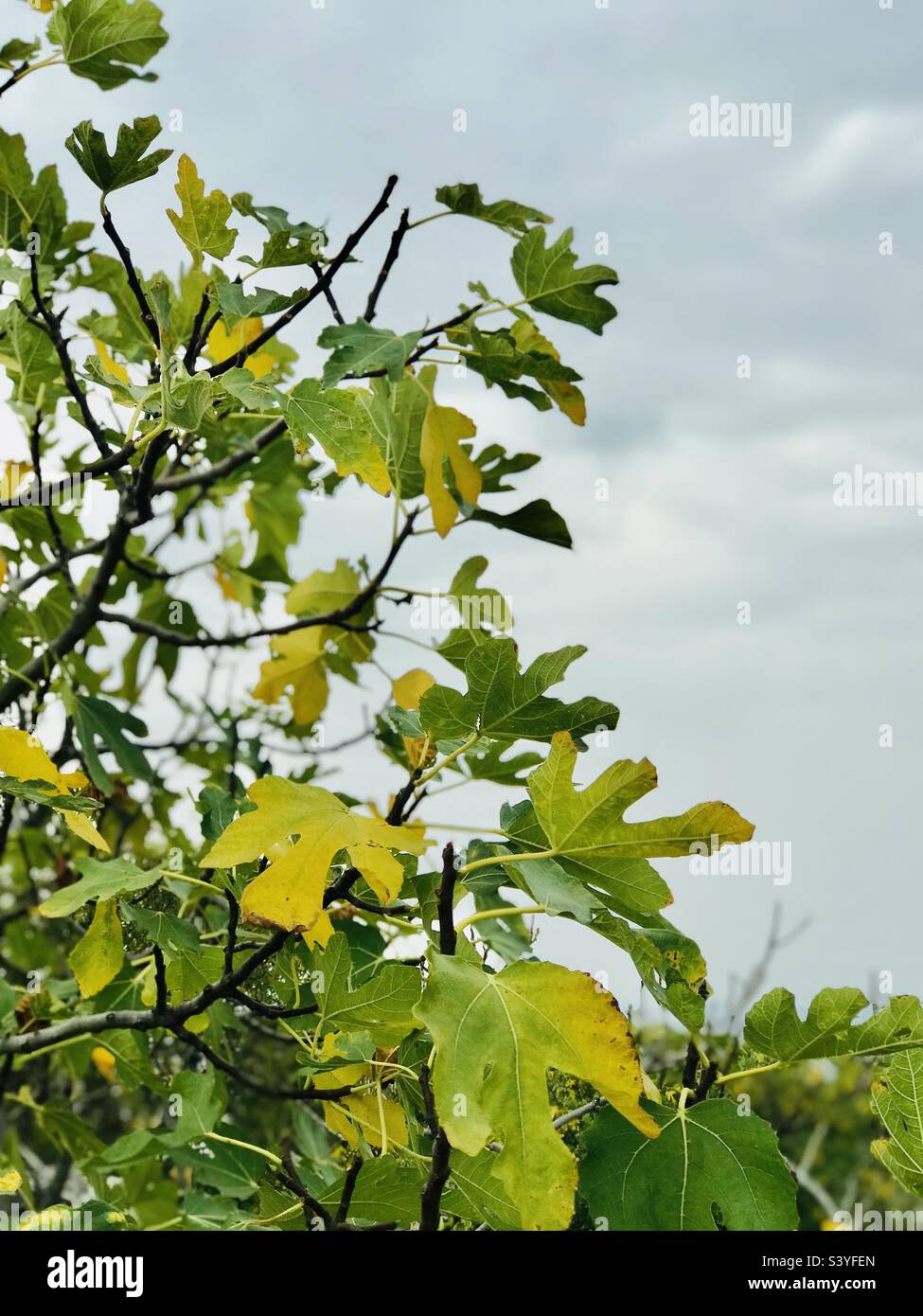 A fig tree in Split, Croatia Stock Photo - Alamy