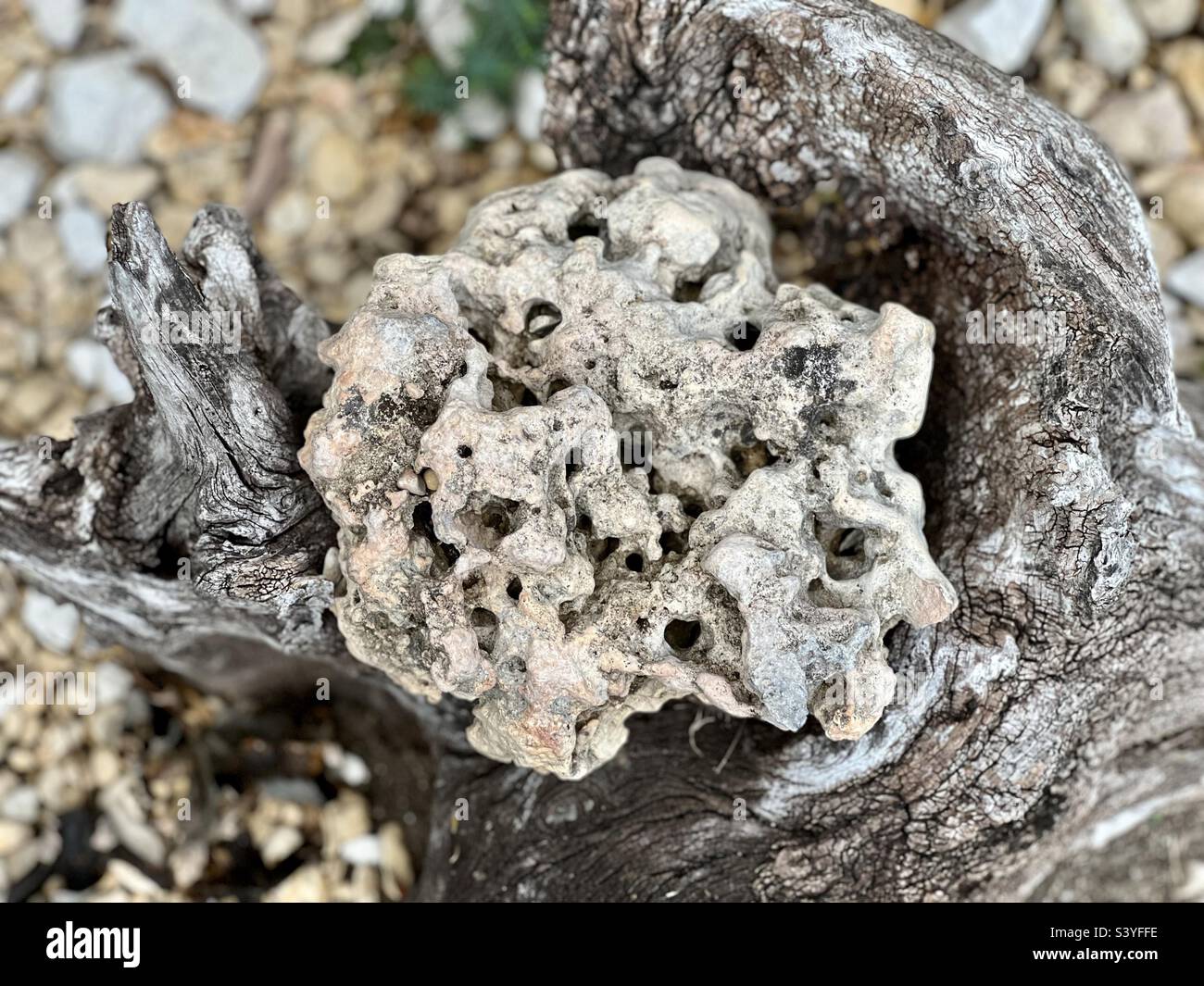 Stone limestone fossils hi-res stock photography and images - Alamy