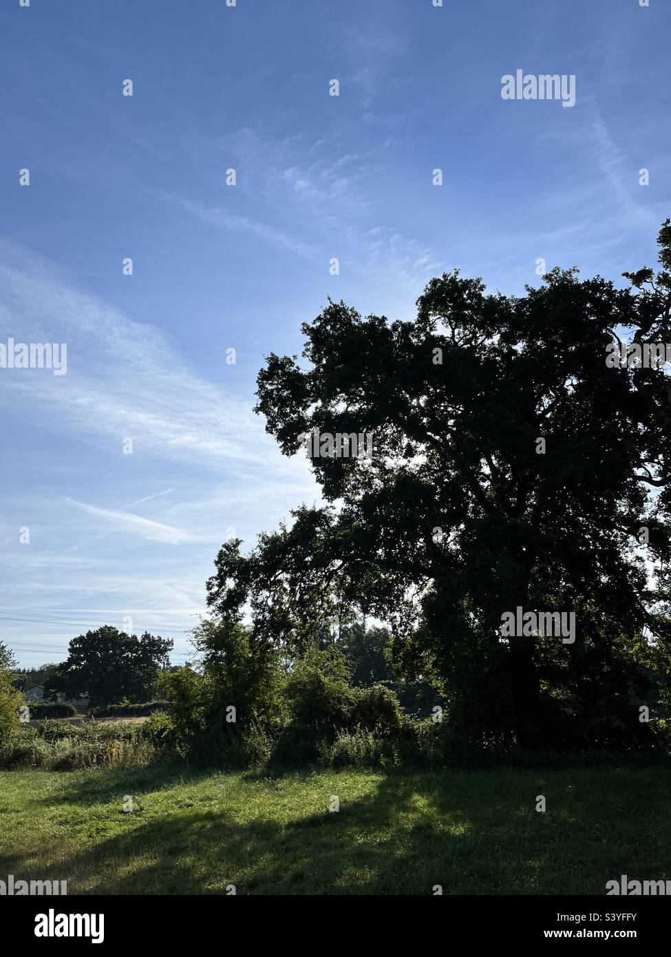 Sun behind the tree hi-res stock photography and images - Alamy
