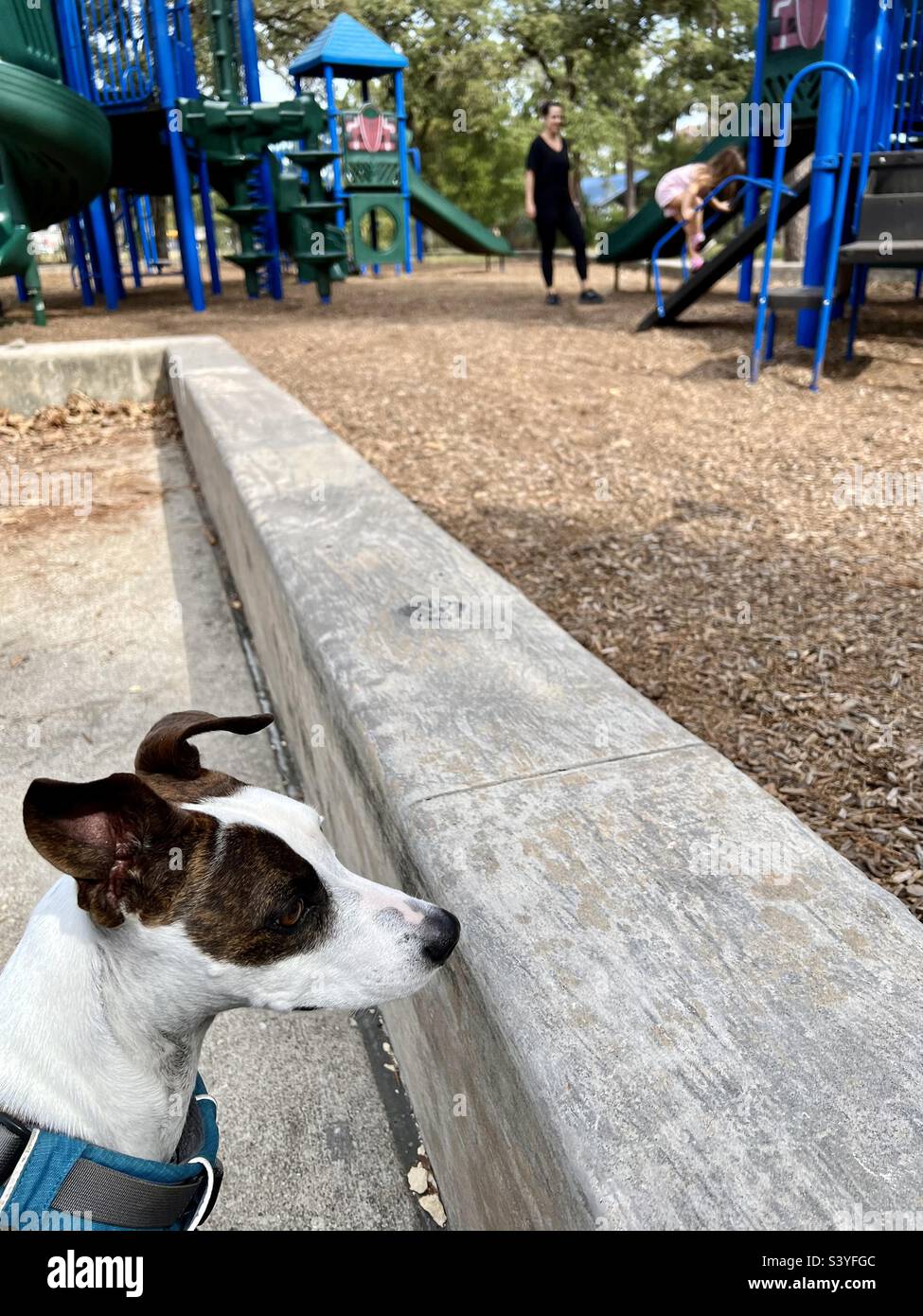 Cute dog family hi-res stock photography and images - Alamy