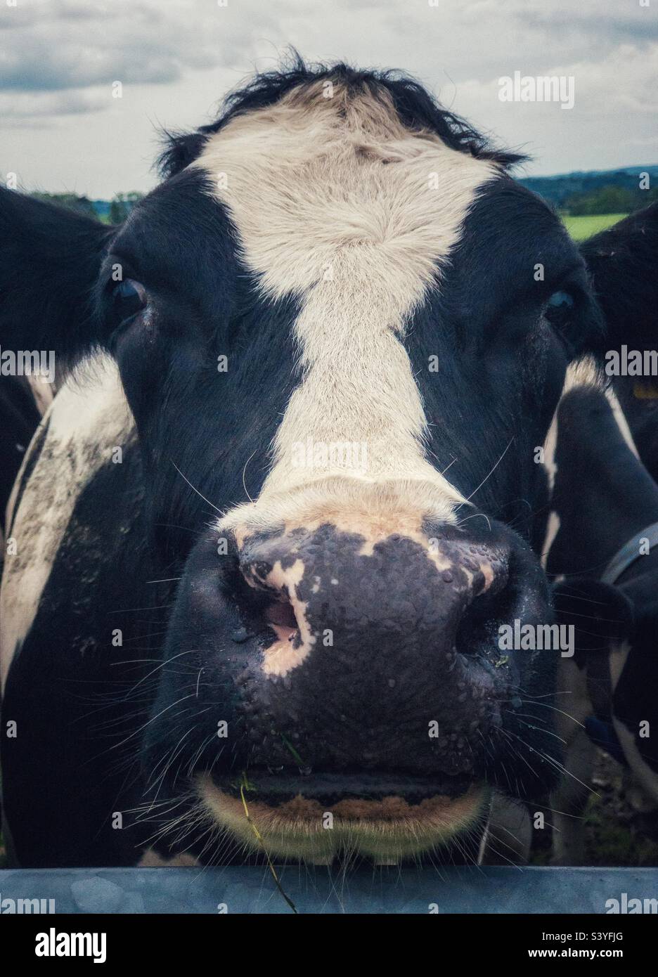 Farming cow cows close hi-res stock photography and images - Alamy