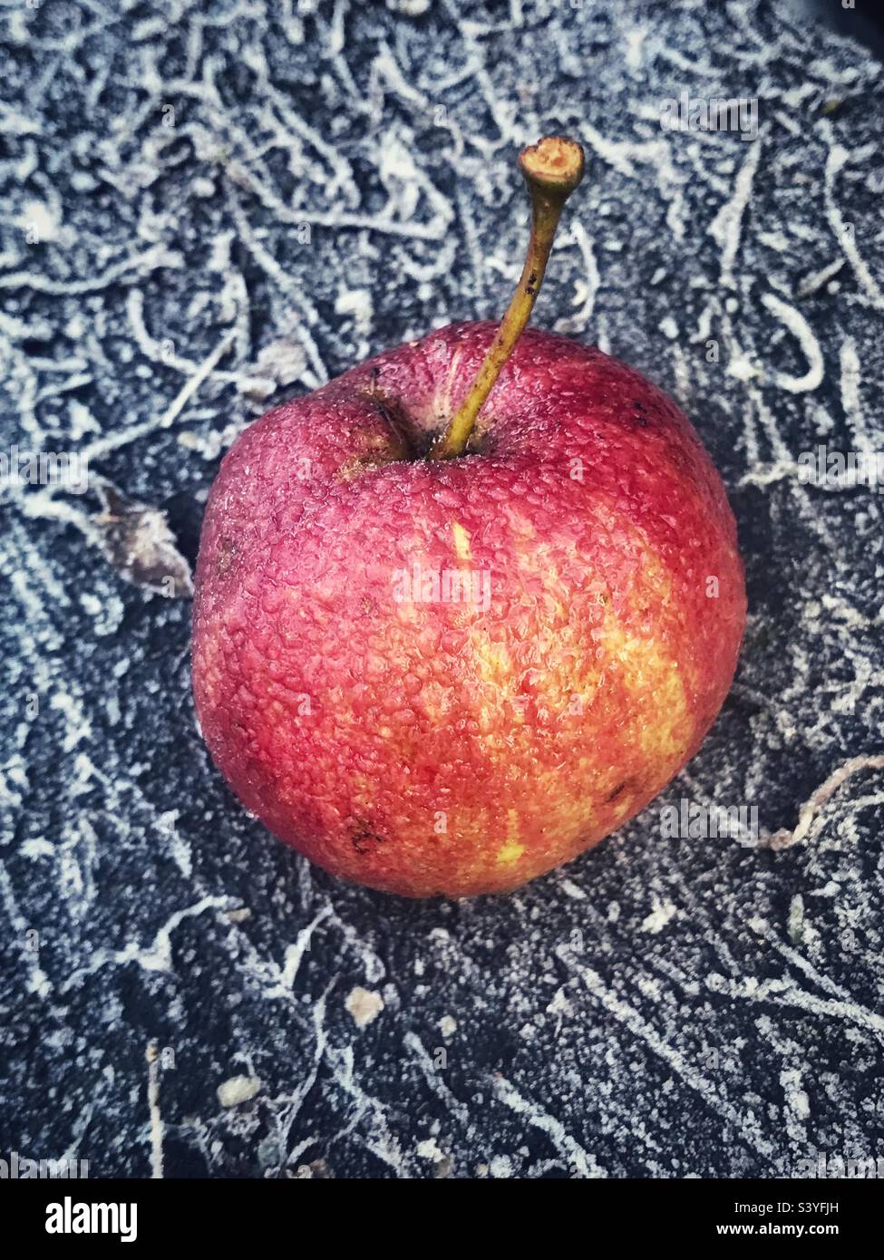 Red apple rotting hi-res stock photography and images - Alamy