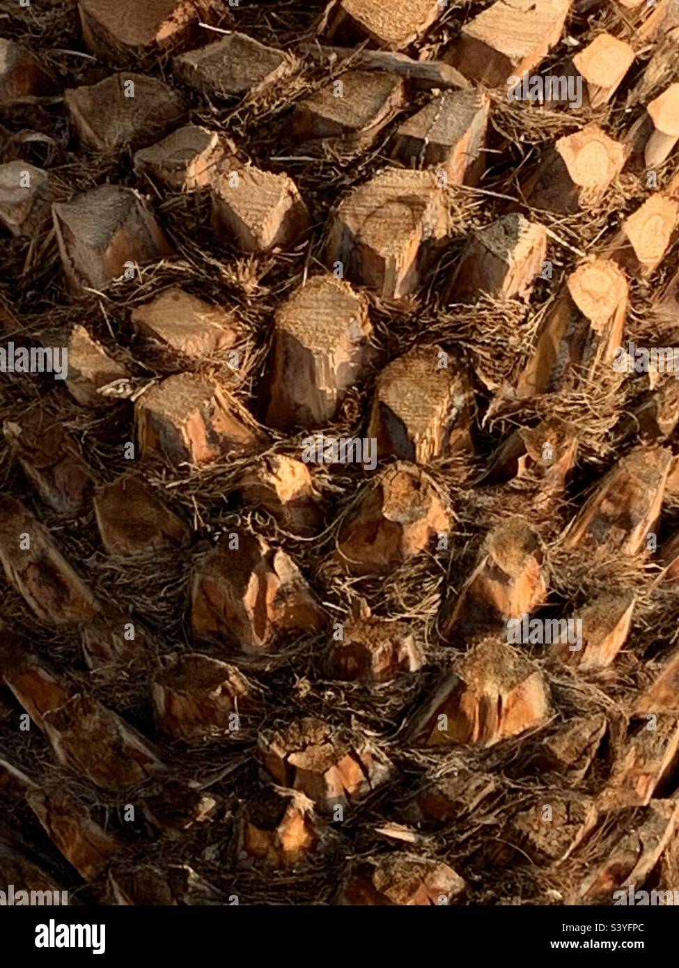 How to make desert tree hi-res stock photography and images - Alamy