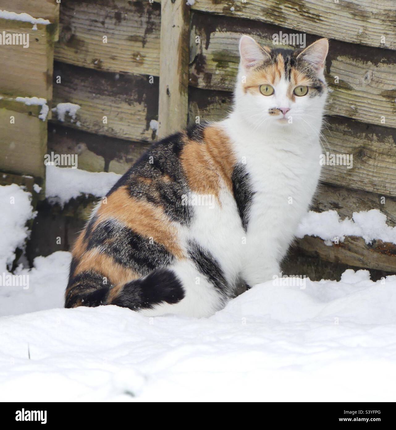 Cat in snow Stock Photo - Alamy