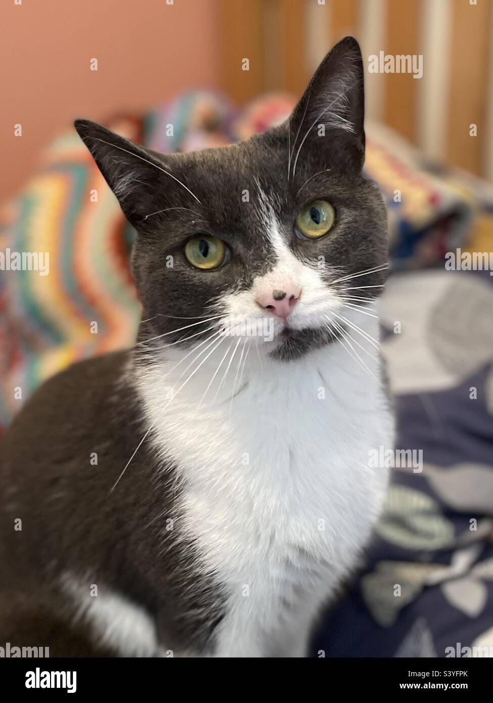 Grey colour cat hi-res stock photography and images - Alamy