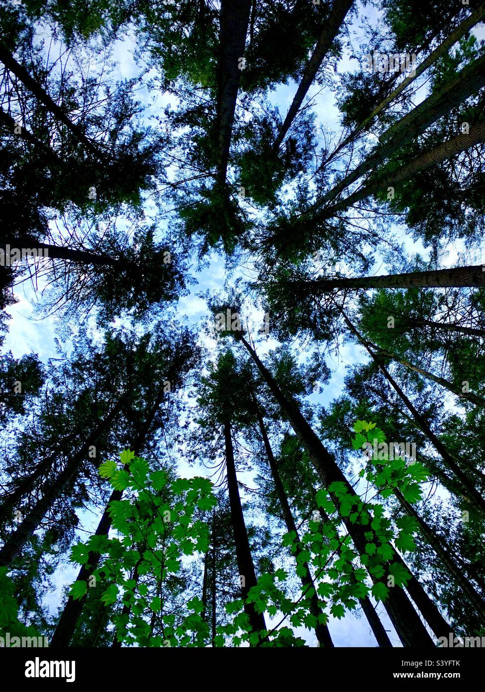 The canadian forest hi-res stock photography and images - Alamy