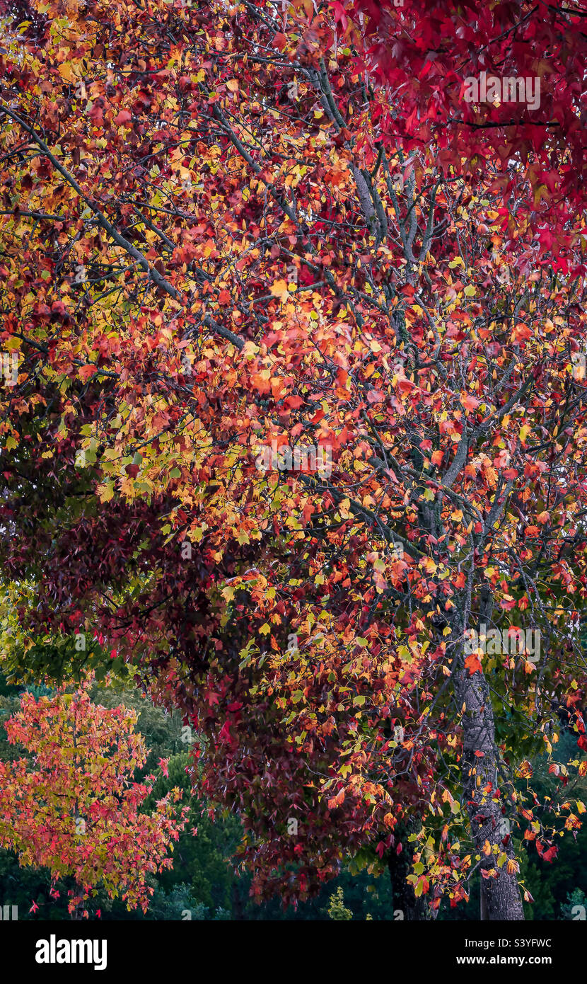 Trees in autumnal colours Stock Photo - Alamy
