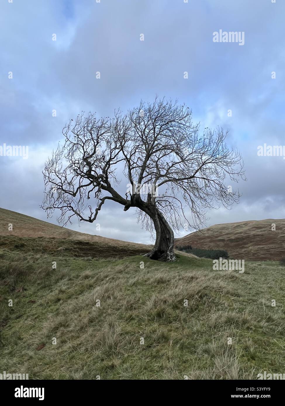 Bent tree hi-res stock photography and images - Alamy