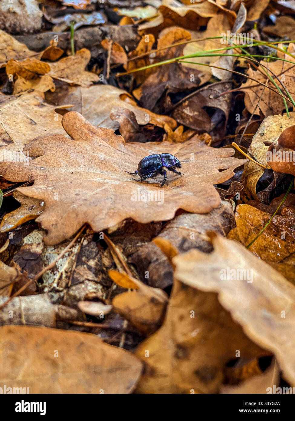 Fall bug hi-res stock photography and images - Alamy