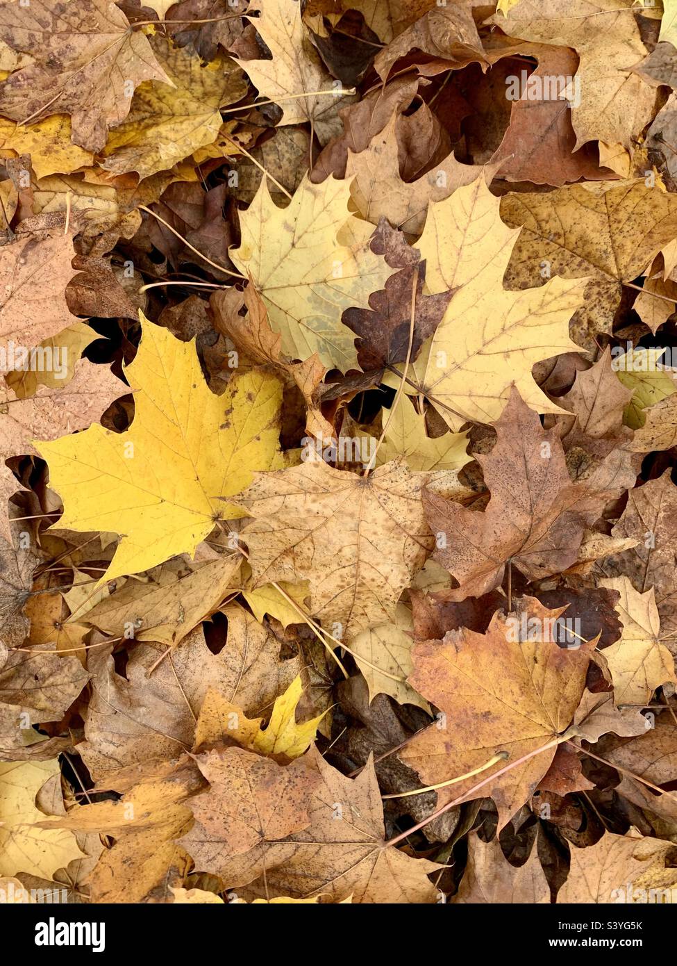 Brown crispy leaves hi-res stock photography and images - Alamy