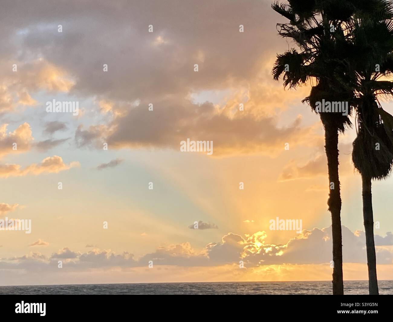 Beautiful sunny morning sky with palm trees Stock Photo - Alamy