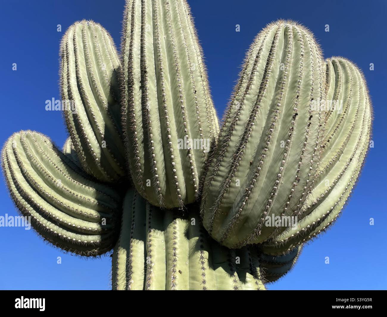 Cactus arms hi-res stock photography and images - Alamy