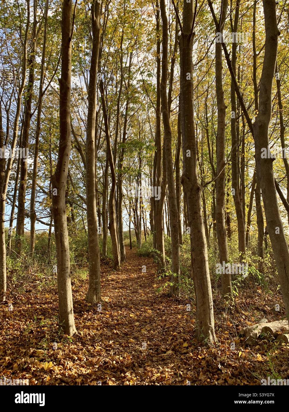 Fall trees on the trail in the woods Stock Photo - Alamy