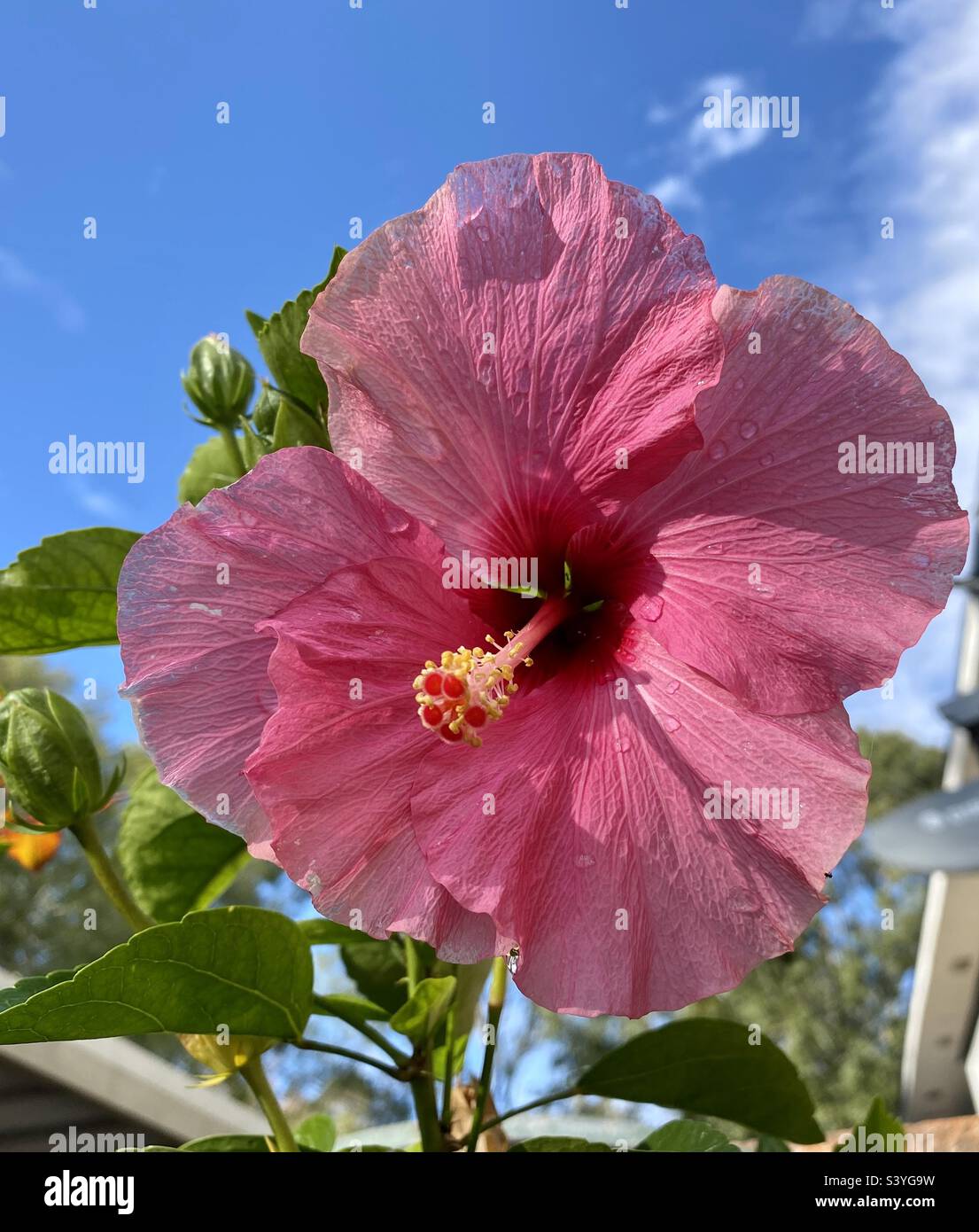 Single hibiscus bloom hi-res stock photography and images - Alamy