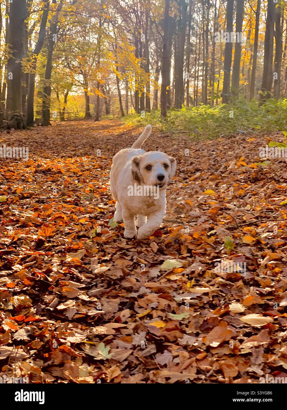 Little white and beige cavapoo pet dog scalpers through the dry fallen ...