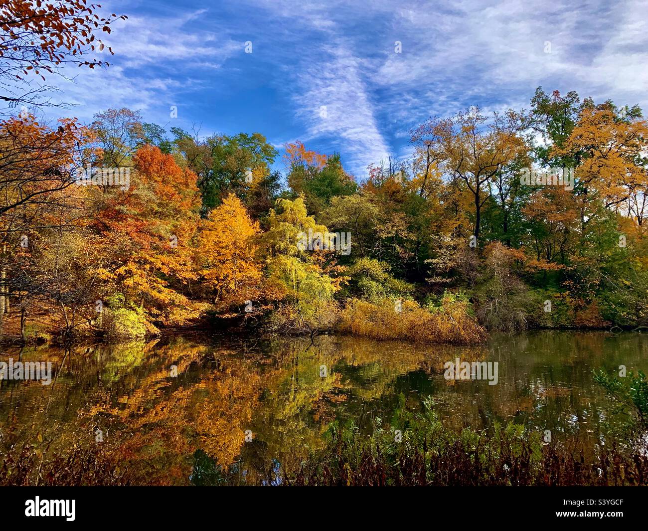 Manhattan Central Park trees in autumn (fall) colors, in New York ...