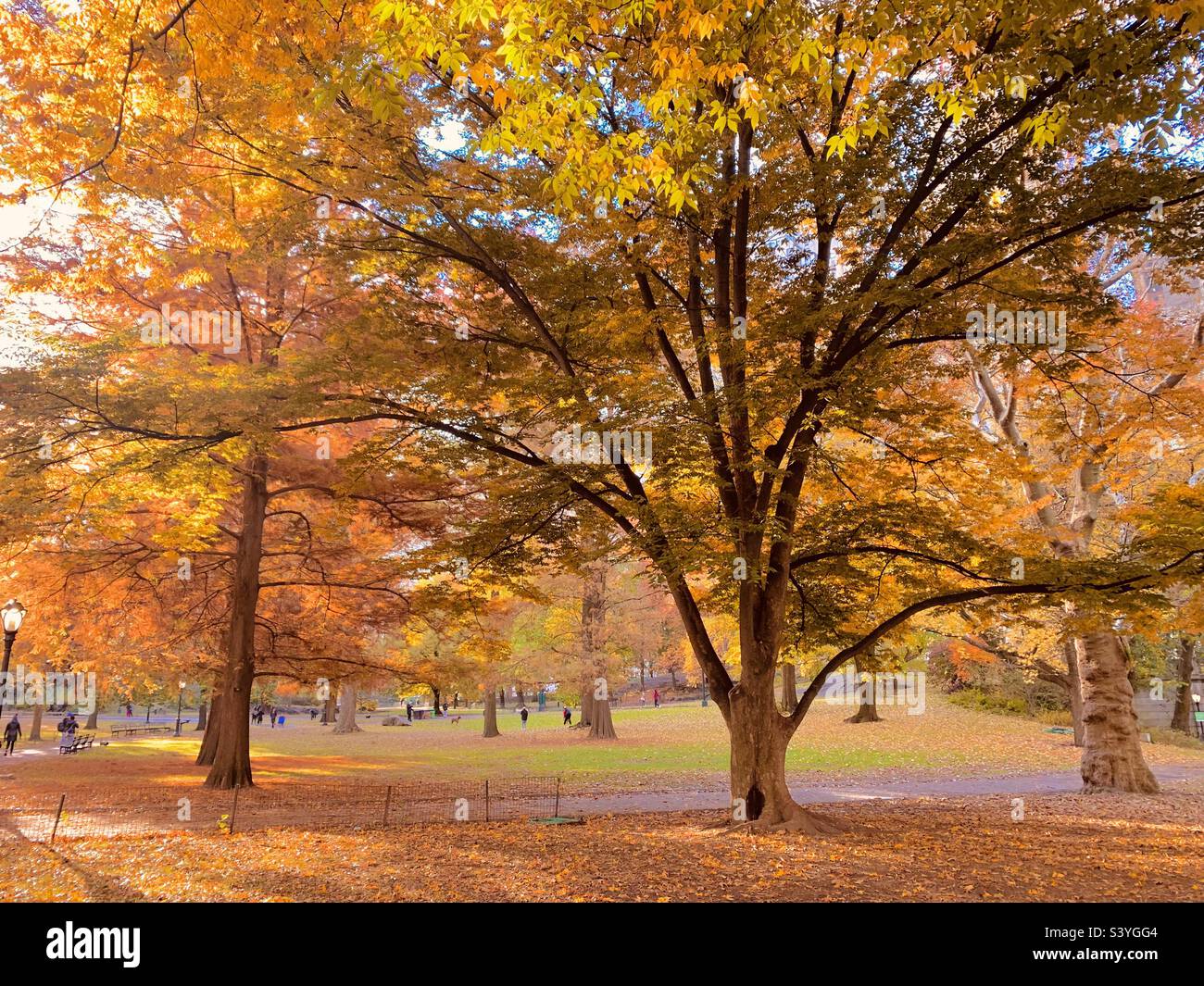 Glorious golden autumnal sunlight streams through the yellow and brown ...