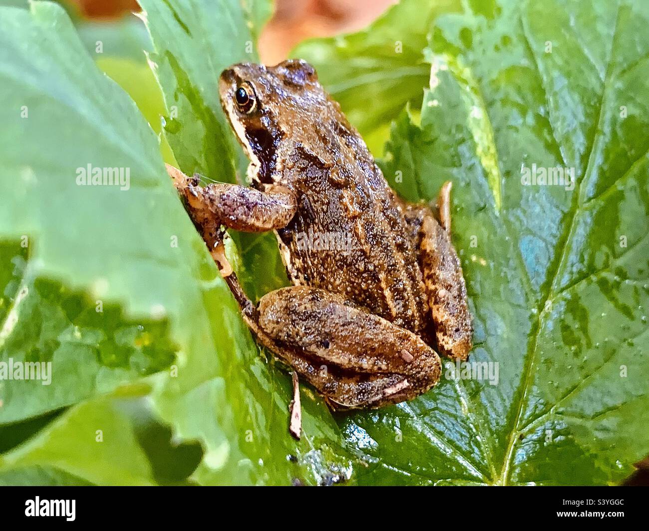 Little brown frog sitting on hi-res stock photography and images - Alamy