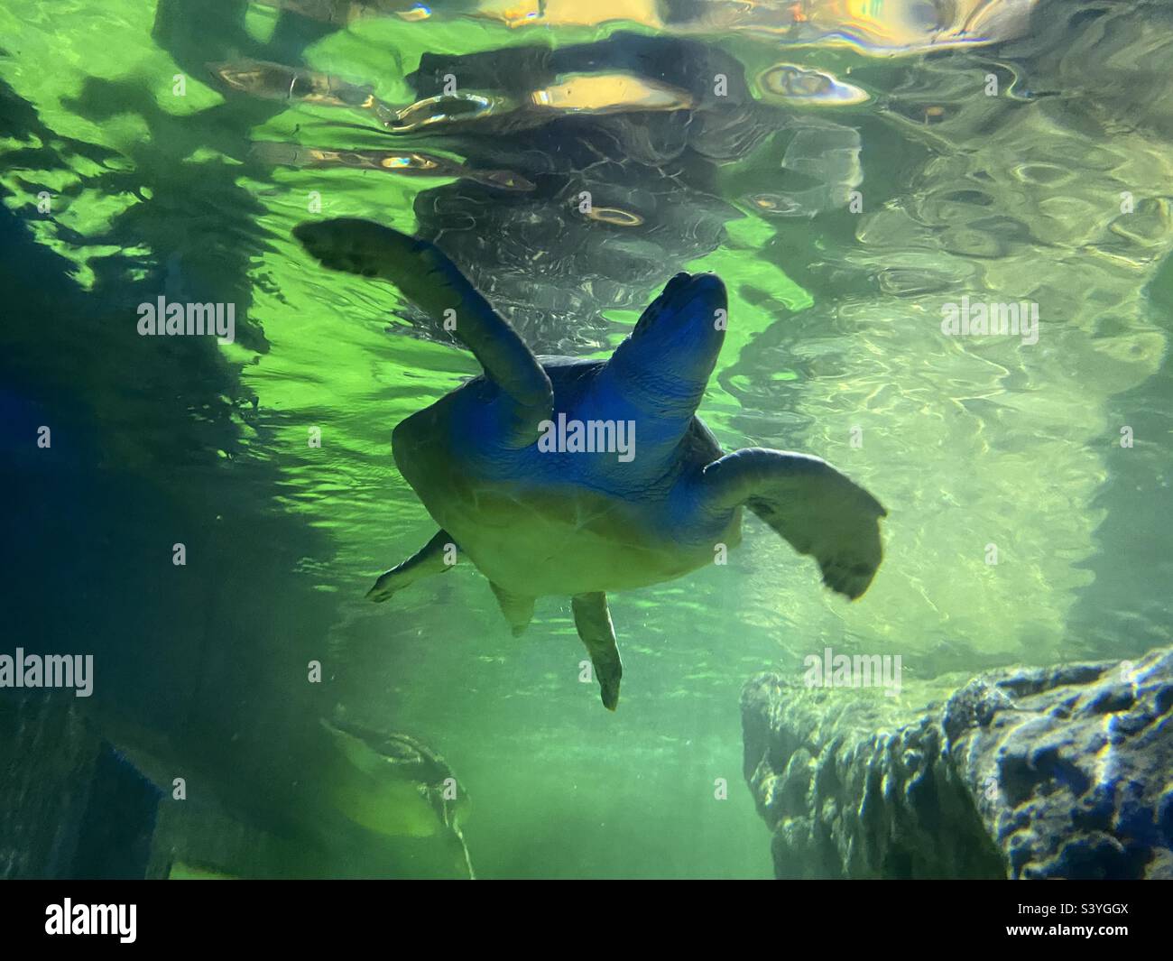 Swim animal hi-res stock photography and images - Alamy