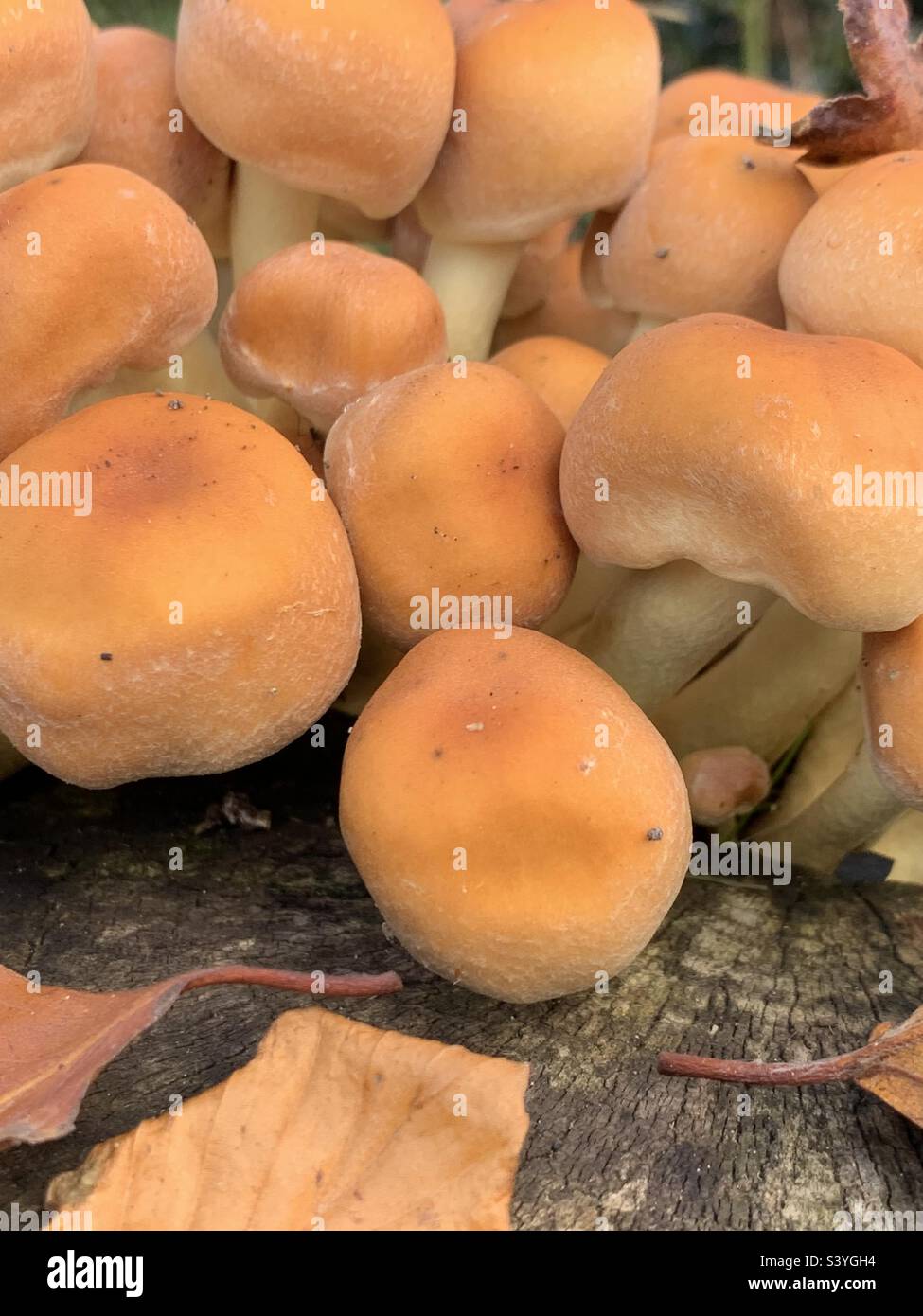 Close up of soft golden orange yellow cluster of fungus fruiting bodies ...