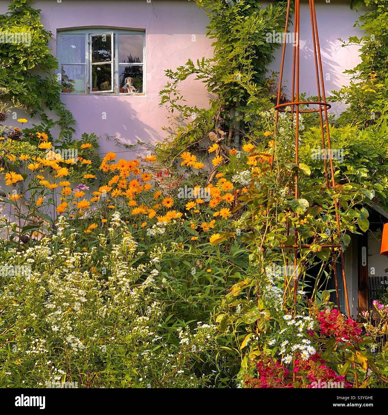 Pretty Somerset cottage exterior with overgrown wild flowers, wisteria ...
