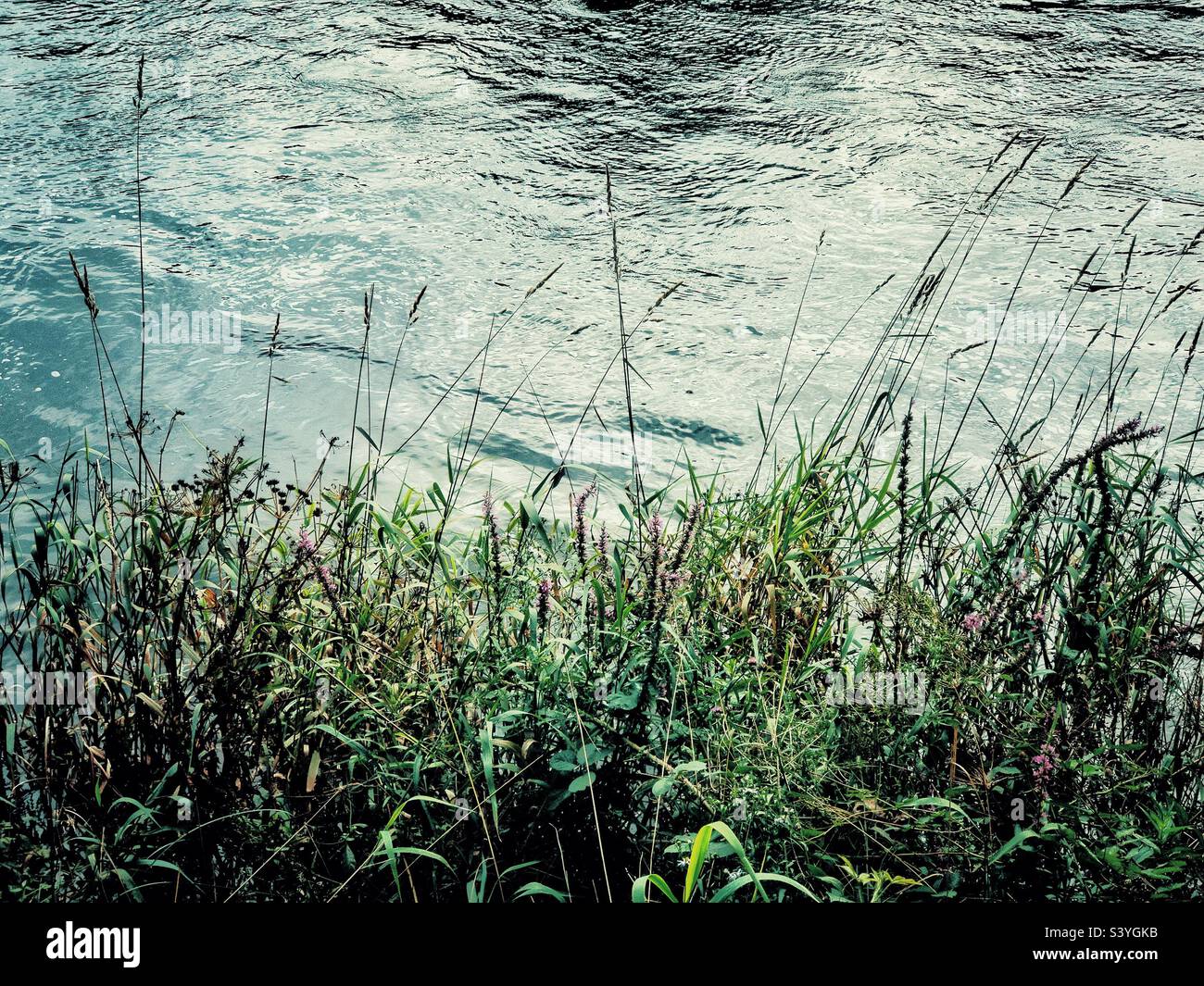 Grasses on the river bank hi-res stock photography and images - Alamy