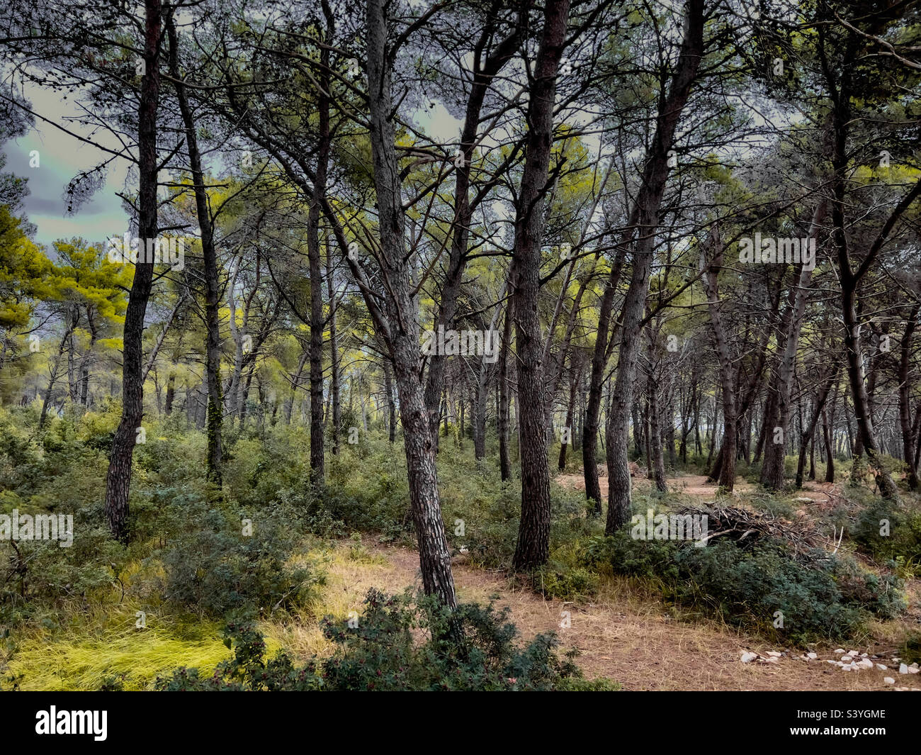 Pine tree forest at the Croatia sea near Zadar Stock Photo - Alamy