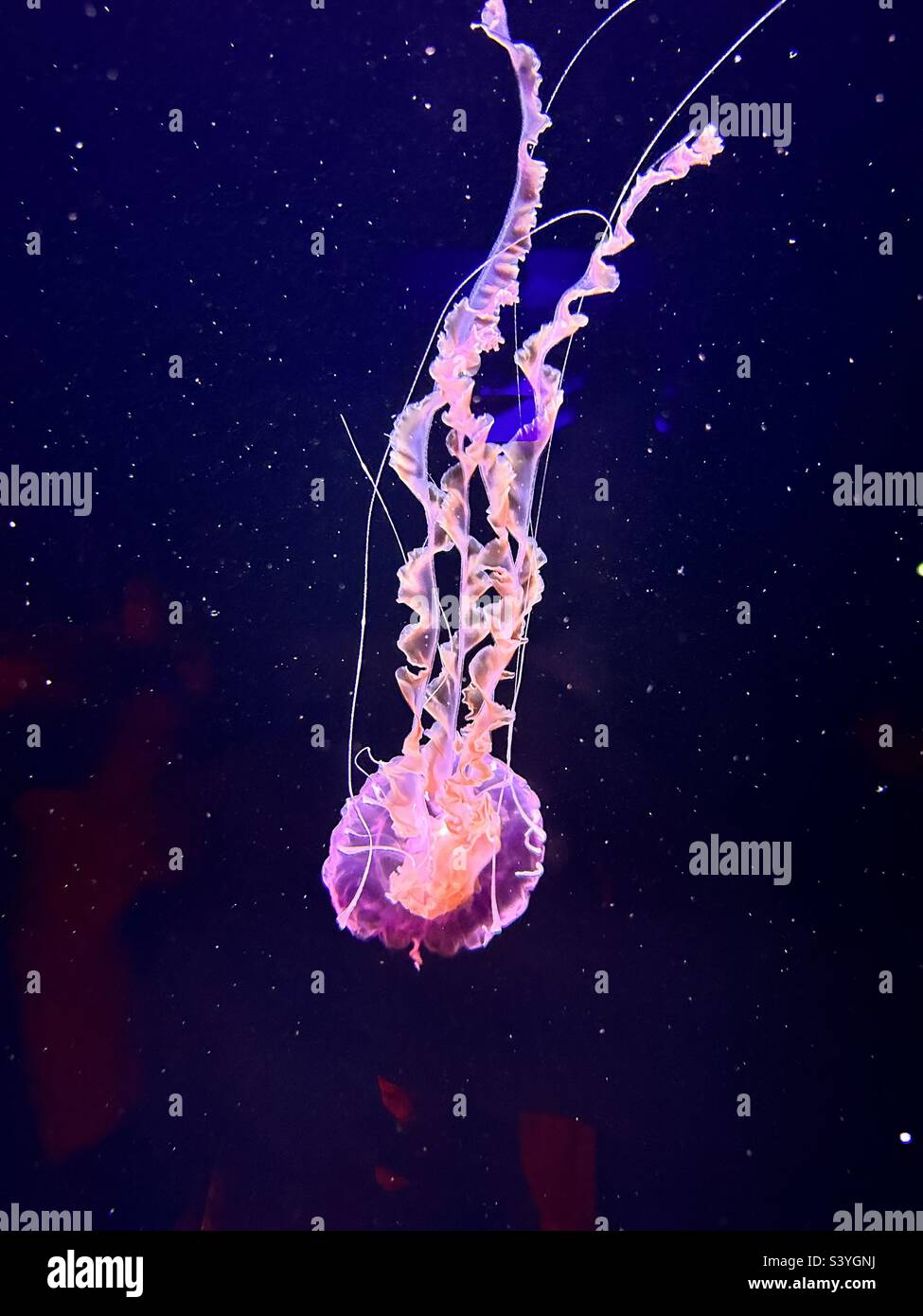 The meduse hi-res stock photography and images - Alamy