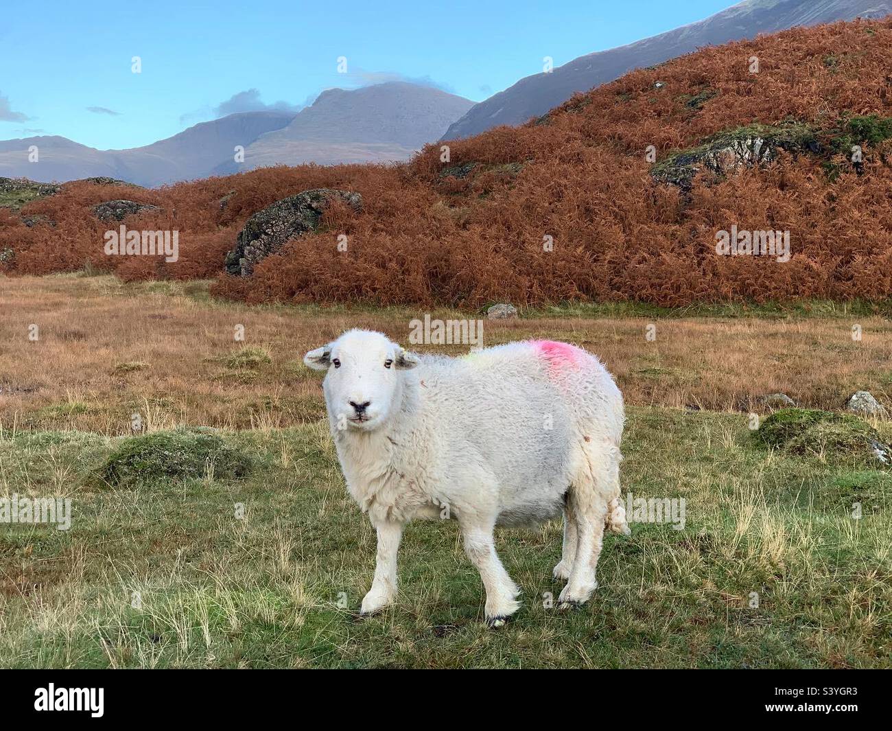 Smit marks sheep identification hi-res stock photography and images - Alamy